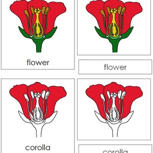 Parts of a Flower Nomenclature 3-part Cards & Blackline Master ...