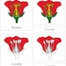 Parts of a Flower Nomenclature 3-part Cards - Montessori Botany ...