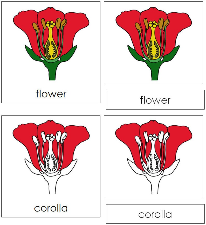 Parts of a Flower Nomenclature 3-part Cards & Blackline Master ...
