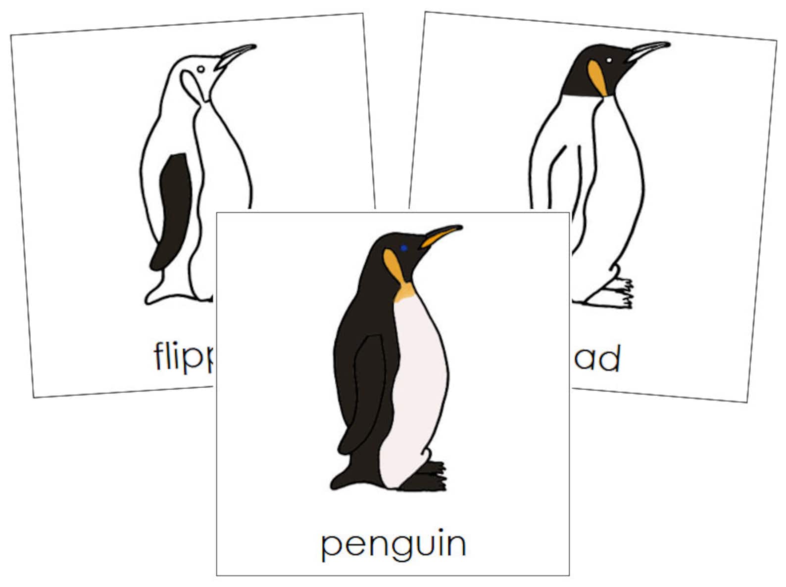Parts of a Penguin Nomenclature 3-part Cards Montessori | Etsy