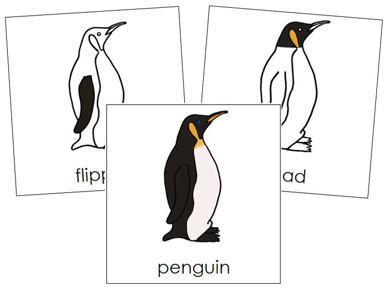 Parts of a Penguin Nomenclature 3-part Cards Montessori | Etsy