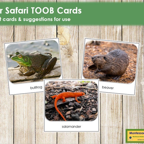 Arctic Safari TOOB Cards Printable Montessori Cards | Etsy