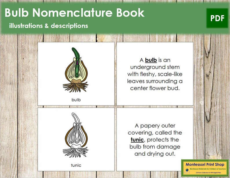 Parts of a Bulb Nomenclature Book Montessori Botany | Etsy