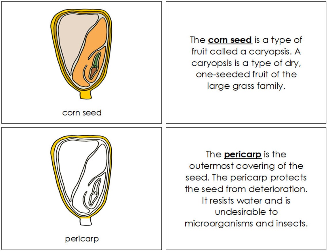 Parts of a Corn Seed Nomenclature Book Montessori Botany - Etsy