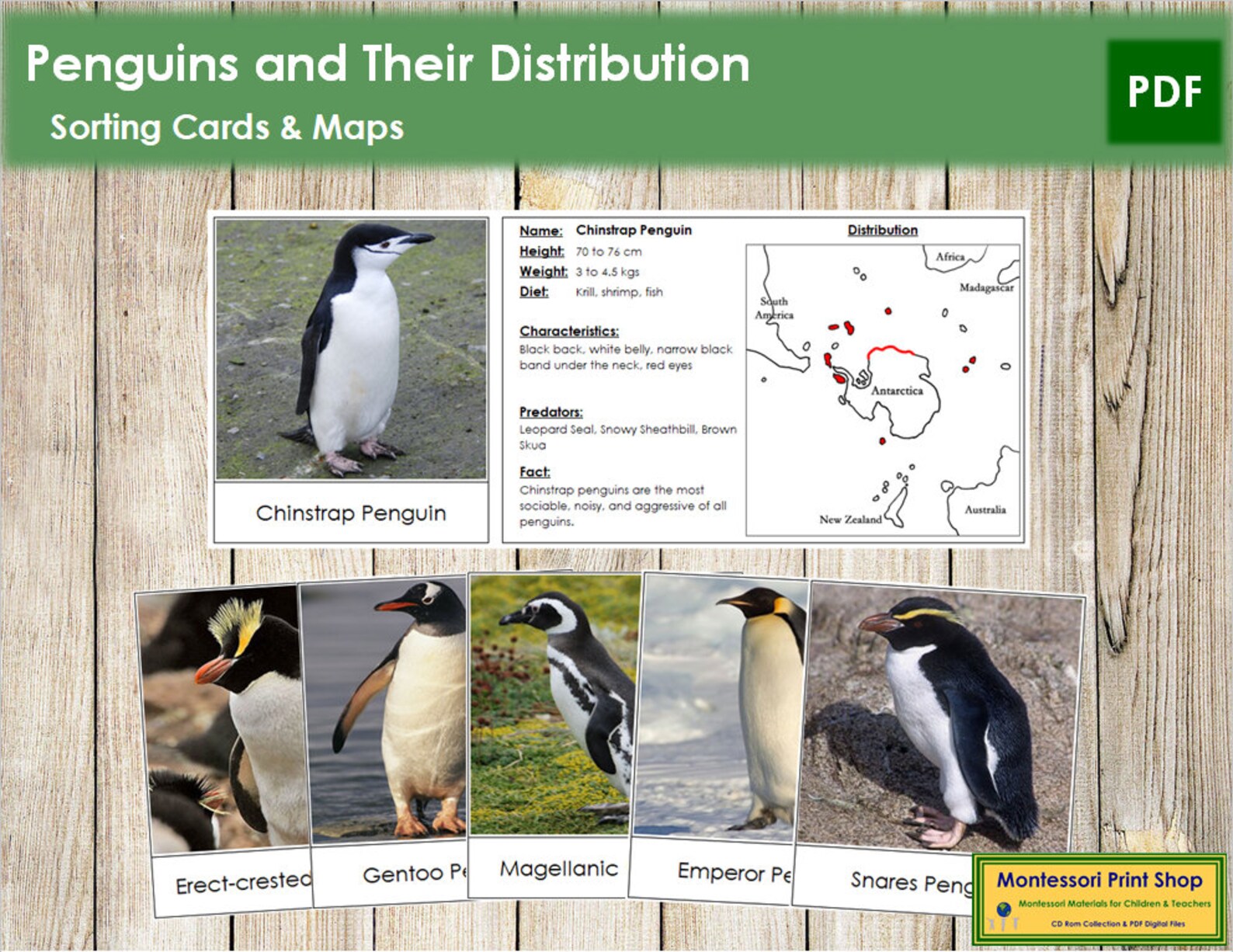 Types Of Penguins Information & Distribution Maps Zoology | Etsy