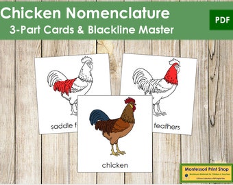 Parts of a Flamingo Nomenclature 3-part Cards Montessori - Etsy