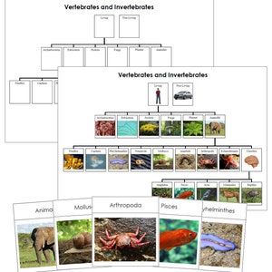 Vertebrates and Invertebrates Charts & Cards - Montessori Zoology ...