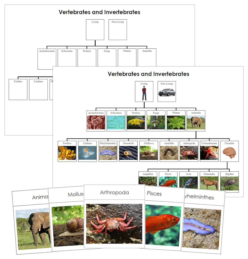 Vertebrates and Invertebrates Cards & Charts - Montessori Animal ...