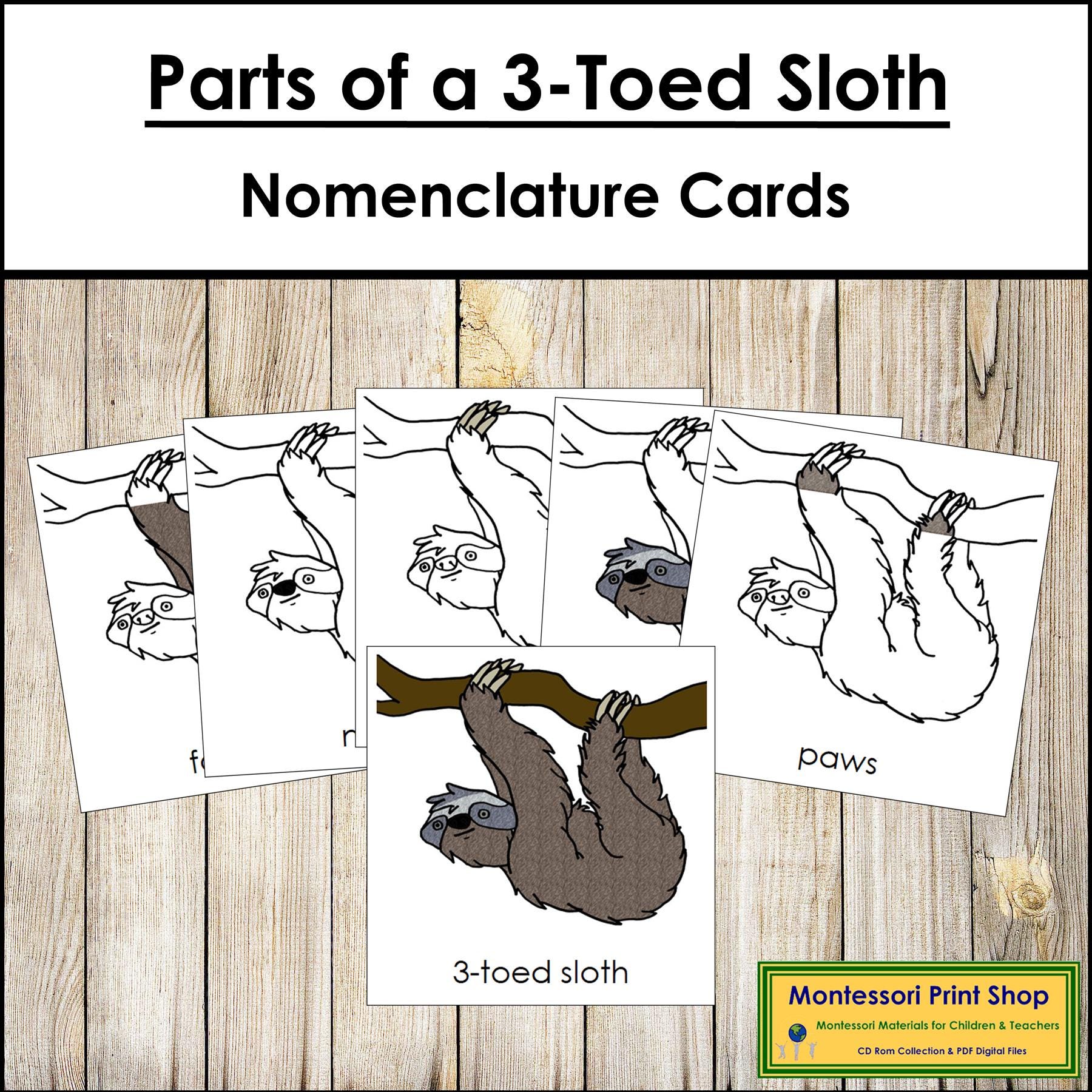 Parts of a Sloth Nomenclature 3-part Cards & Blackline Master ...