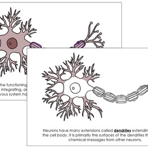 Parts of a Neuron Nomenclature Book - Montessori Science (digital ...