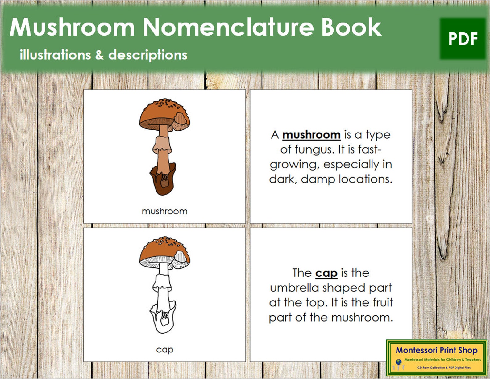 Parts of a Mushroom Nomenclature Book Montessori Botany | Etsy