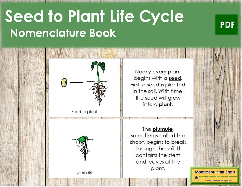 Seed to Plant Life Cycle Nomenclature Book Botany - Etsy