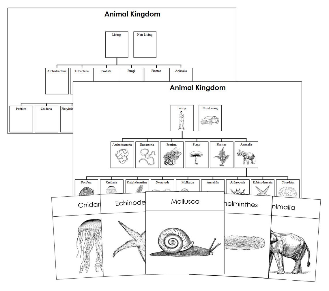 Montessori Animal Kingdom Charts & Cards [blackline Masters] - Animal ...
