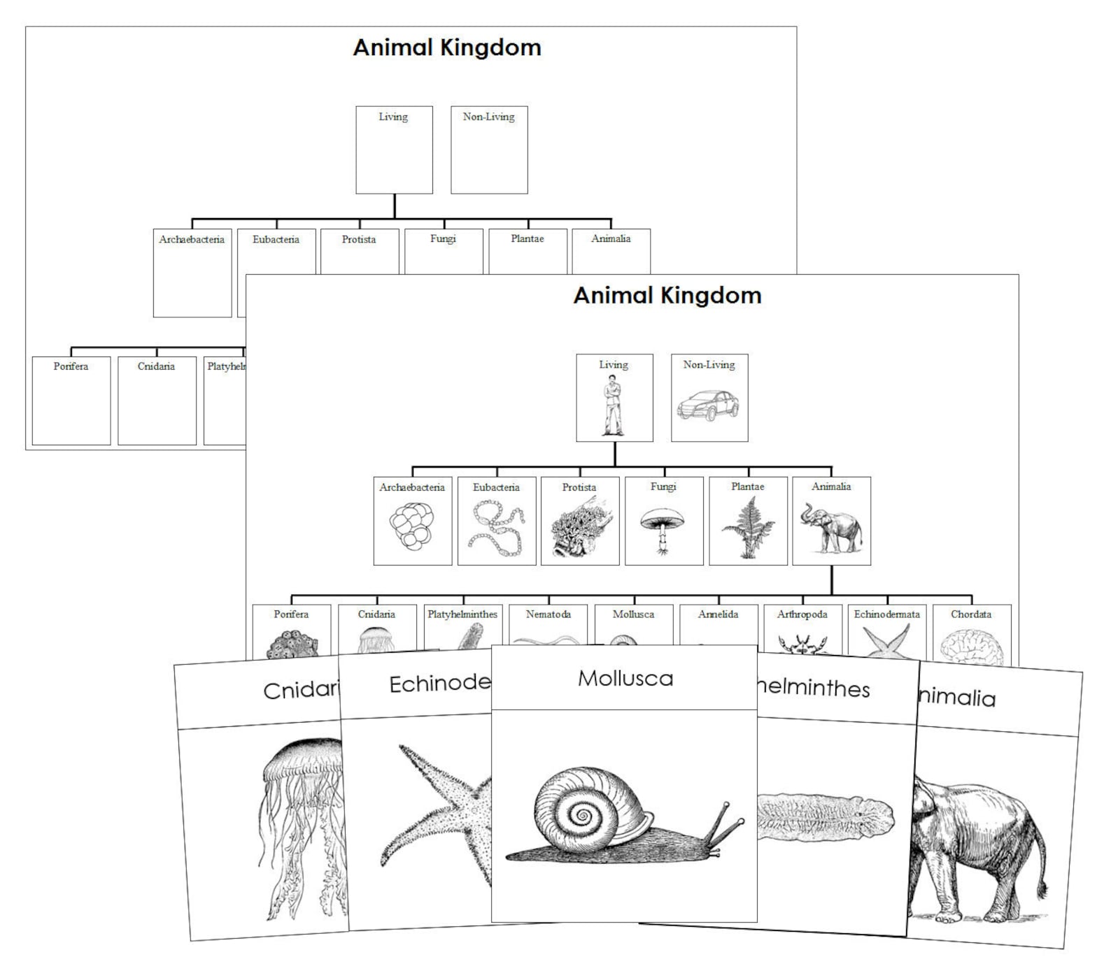 Montessori Animal Kingdom Charts & Cards [blackline Masters] - Animal ...