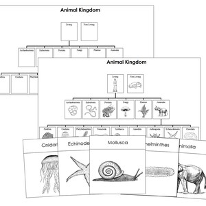 Animal Kingdom Charts & Cards (blackline Masters) - Montessori Zoology ...