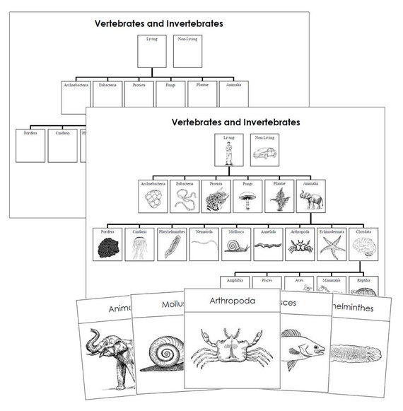 Chart Vertebrates Invertebrates Worksheet