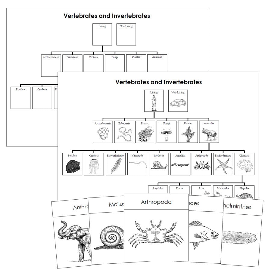 Vertebrates and Invertebrates Charts & Cards blackline Masters ...
