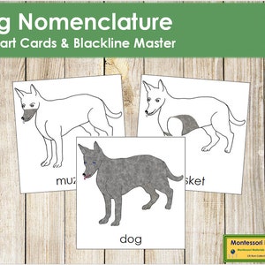 Parts of a Dog Nomenclature 3-part Cards Montessori Zoology - Etsy