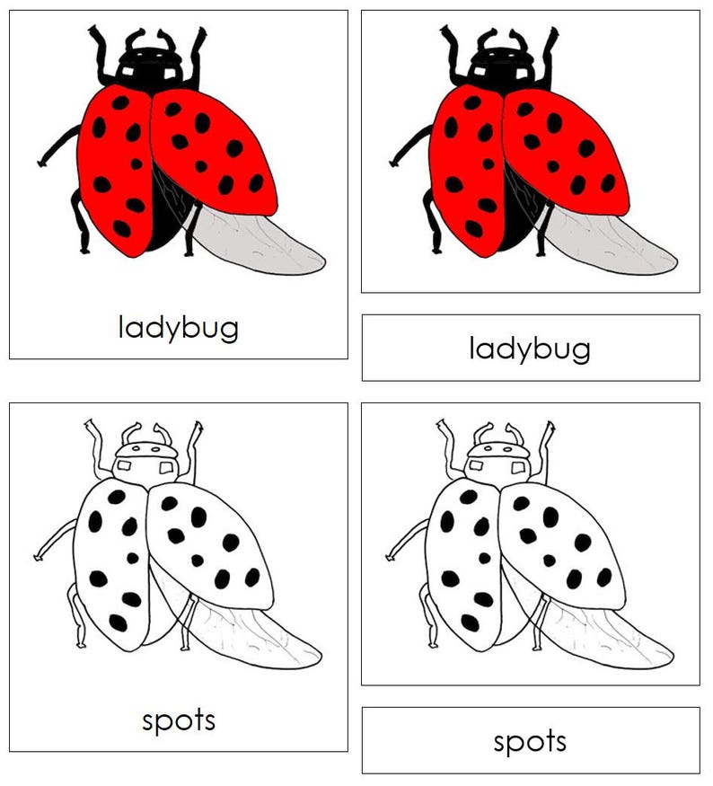Parts of a Ladybug Nomenclature 3-part Cards & Blackline Master ...