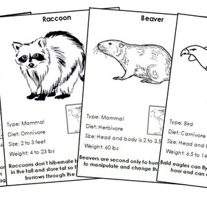 Animals of the World Information Cards Bundle (blackline Masters ...