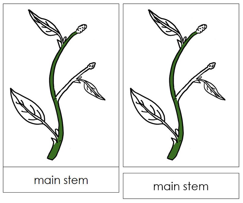 Parts of a Stem Nomenclature 3-part Cards Montessori Botany - Etsy