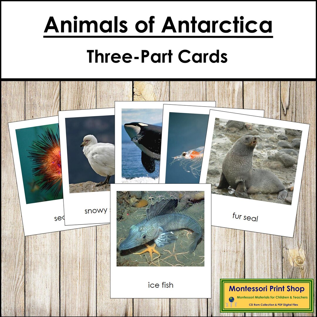 Montessori Animals of Antarctica 3-part Cards - Geography Continent ...