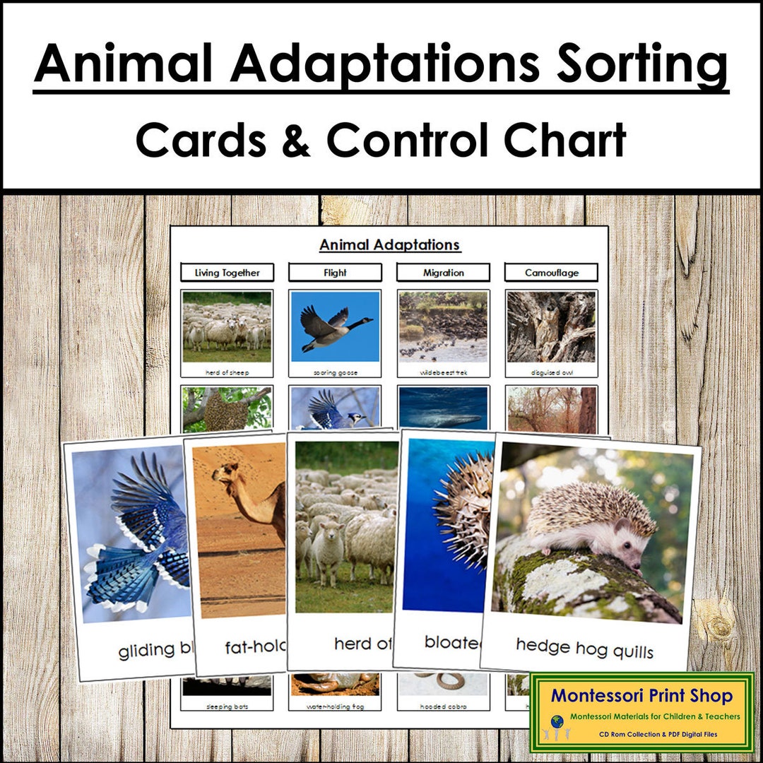 Animal Adaptations Sorting Cards & Control Chart - Science - Printable ...