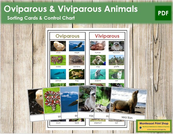Oviparous and Viviparous Animals Sorting Cards & Control Chart - Etsy