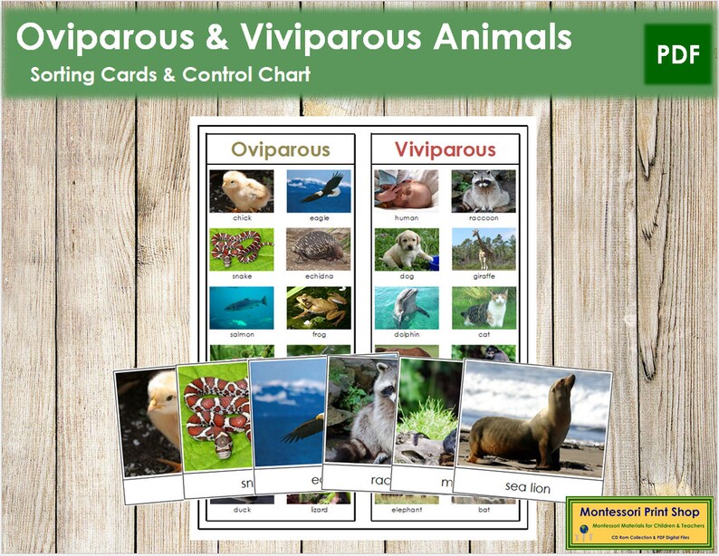 Oviparous and Viviparous Animals Sorting Cards & Control Chart - Etsy