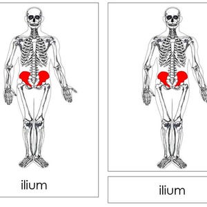 Parts of a Human Skeleton Nomenclature 3-part Cards & Blackline Master ...