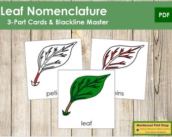 3 Part Cards of Parts of a Leaf - Etsy