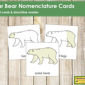 Parts of a Polar Bear Nomenclature 3-part Cards Montessori | Etsy