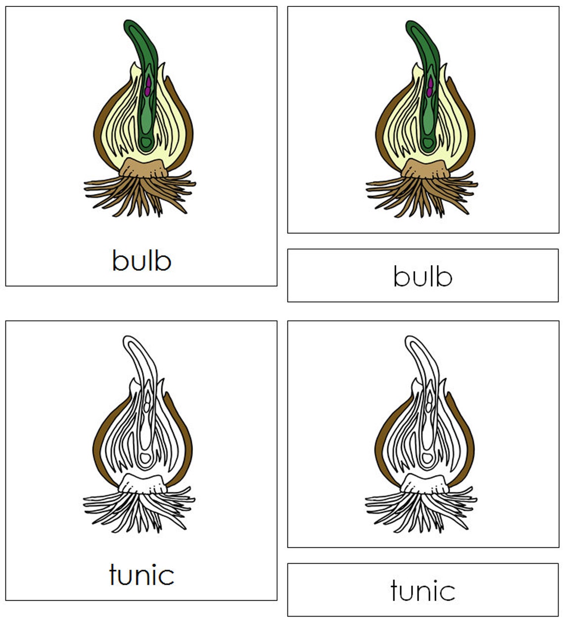 Parts of a Bulb Nomenclature 3-part Cards & Blackline Master ...