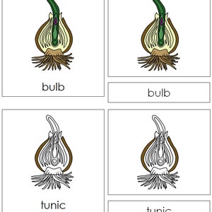 Parts of a Bulb Nomenclature 3-part Cards & Blackline Master ...