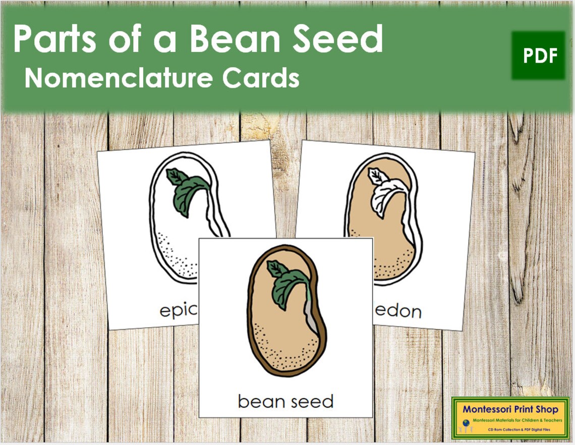 Parts of a Bean Seed Nomenclature 3-part Cards Montessori - Etsy Canada
