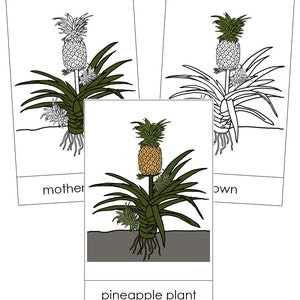 Parts of a Pineapple Plant Nomenclature 3-part Cards & Blackline Master ...