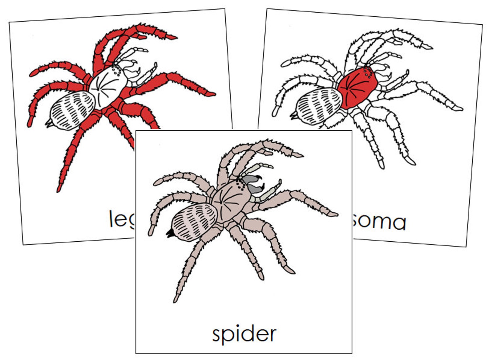Parts of a Spider Nomenclature 3-part Cards RED Montessori Zoology ...