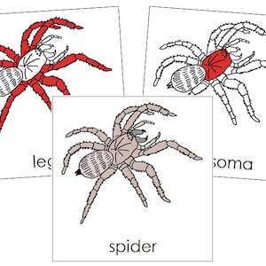 Parts of a Spider Nomenclature 3-part Cards & Blackline Master (RED ...