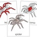 Parts of a Spider Nomenclature 3-part Cards & Blackline Master (RED ...