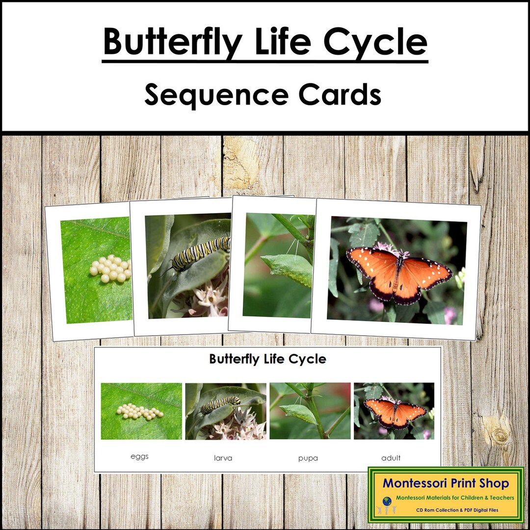 Butterfly Life Cycle Sequence Cards - Montessori Nomenclature (digital ...