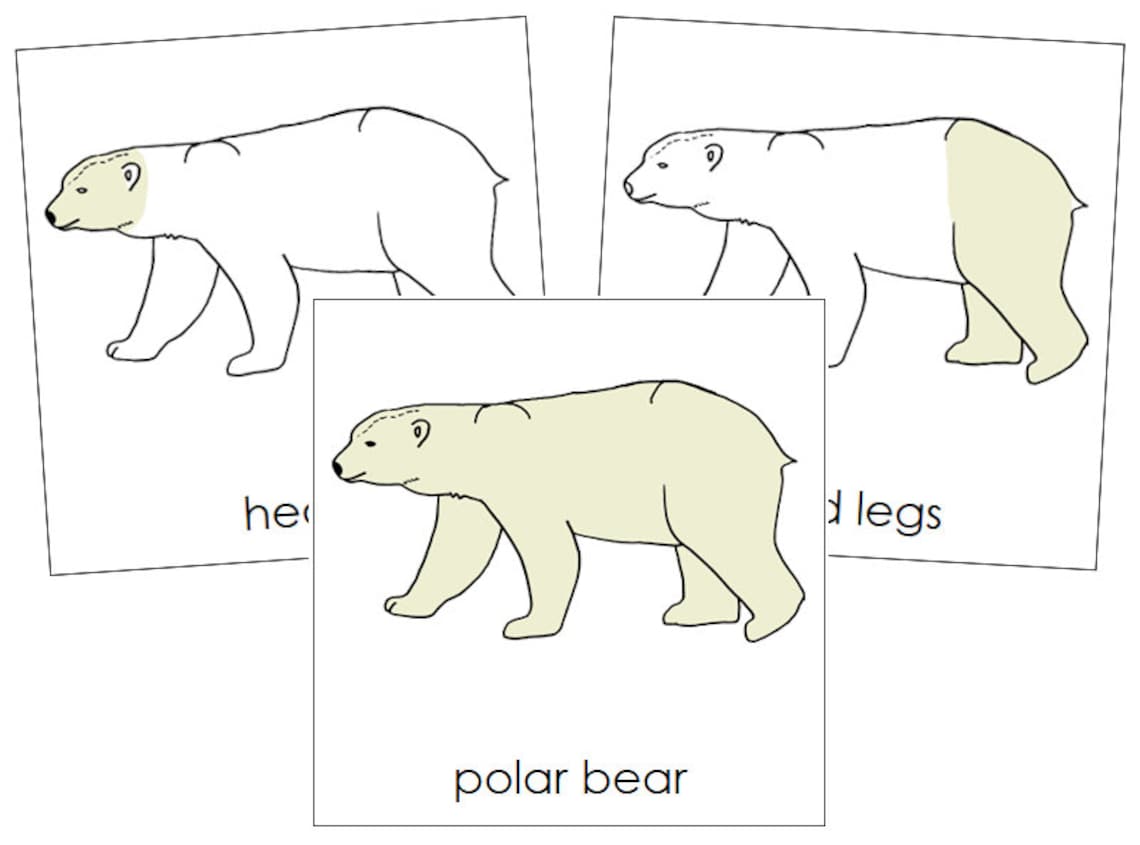 Parts of a Polar Bear Nomenclature 3-part Cards Montessori | Etsy
