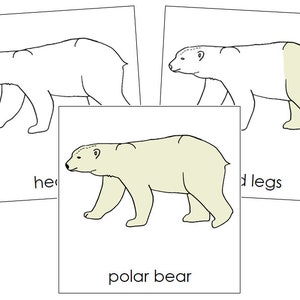 Parts of a Polar Bear Nomenclature 3-part Cards - Montessori Zoology ...
