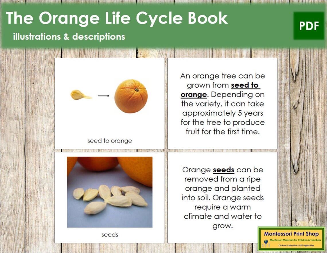 The Orange Life Cycle Book Montessori Nomenclature | Etsy