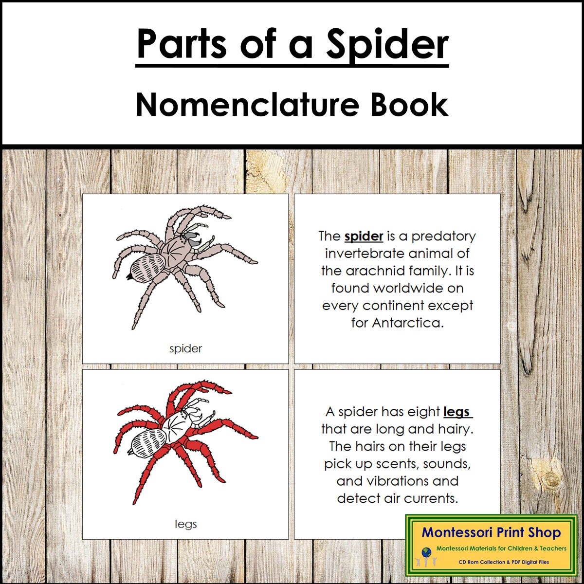 Parts of a Spider Nomenclature Book RED Montessori Zoology Printable ...