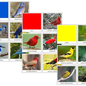 Bird Color Sorting Cards - Montessori Sensorial - Printable Montessori ...