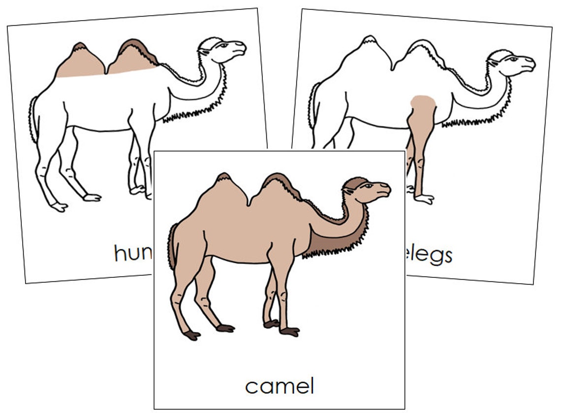 Parts of a Camel Nomenclature 3-part Cards Montessori - Etsy