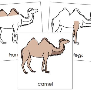 Parts of a Camel Nomenclature 3-part Cards - Montessori Zoology ...