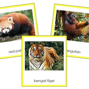 Montessori Animals of Asia Cards [color Coded] - Geography Continent ...