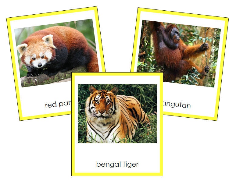 Animals of Asia color-coded Montessori Continent Cards - Etsy
