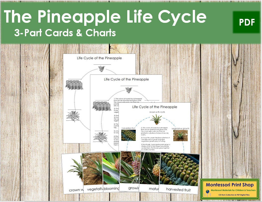 The Pineapple Life Cycle 3-Part Cards & Charts Montessori - Etsy España
